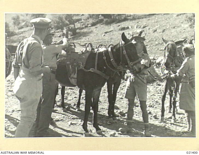 SYRIA. 1941-11. MEN OF THE 2/8TH INFANTRY BATTALION WATCHING MULE TEAMS ...