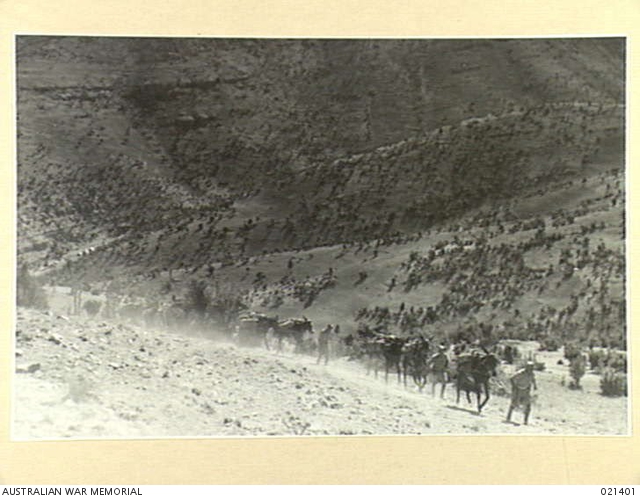 SYRIA. 1941-11. THE MULE TEAM WHICH CARRIED SUPPLIES UP THE LEBANON ...