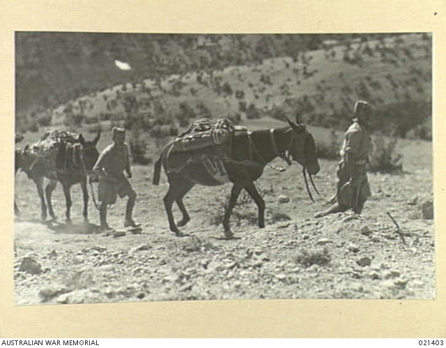 SYRIA. 1941-11. A MULE TEAM CLIMBING THE LEBANON RANGE WITH SUPPLIES ...