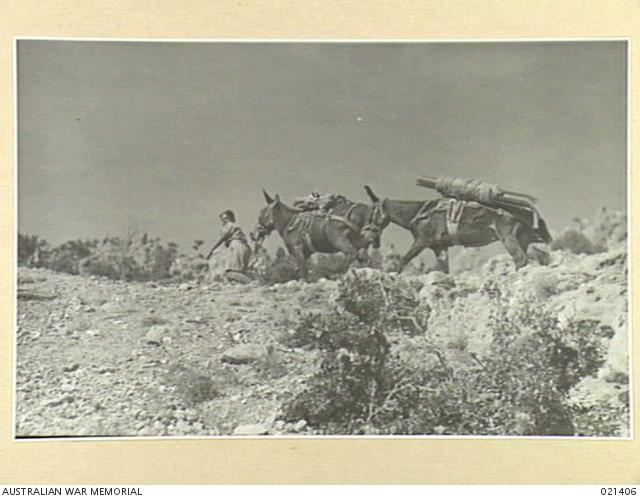 SYRIA. 1941-11. A MULE TEAM CLIMBING THE LEBANON RANGE WITH SUPPLIES ...