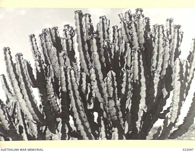 GURA, ERITREA. 1941-11. A CLOSE UP OF THE EUPHORB TREE IN THE GROUNDS ...