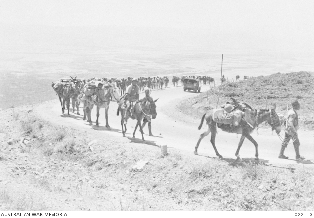 BAALBEK, SYRIA. 1941-12. A MULE TRAIN TRAVELLING ALONG A ROAD IN THE ...