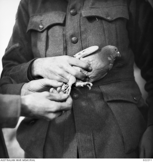 SYRIA. 1941-12. FOR THE FIRST TIME SINCE WORLD WAR I, AUSTRALIAN TROOPS ...