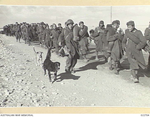 BARDIA, LIBYA. 1942-01. DOGS BELONGING TO ITALIANS ATTEMPTED TO FOLLOW ...
