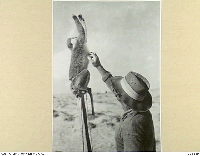 WESTERN DESERT, EGYPT. 1942-11-04. "SMILER", A PET MONKEY WHICH IS THE ...