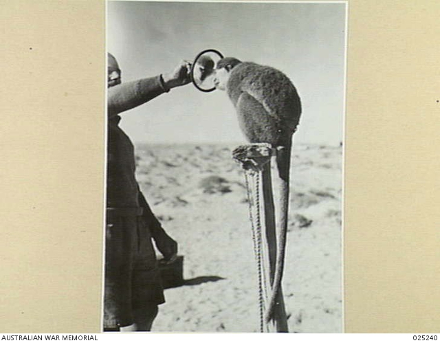 WESTERN DESERT, EGYPT. 1942-11-04. "SMILER", A PET MONKEY WHICH IS THE ...