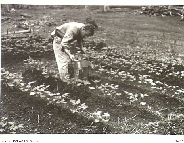 NEW GUINEA, 1942-08-03. TO MAINTAIN A REGULAR SUPPLY OF GREEN ...