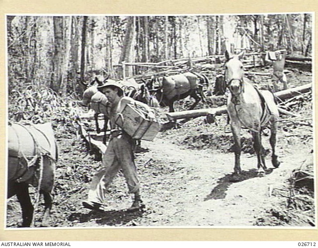 PAPUA. 1942-09. MULES, HORSES AND THEIR ATTENDANTS READY TO SET OFF ...