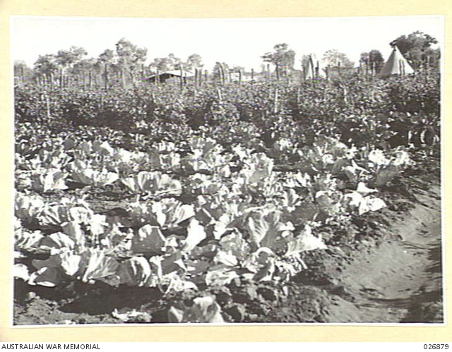 NORTHERN TERRITORY, AUSTRALIA. 1942-10-04. VIEW OF THE ARMY VEGETABLE ...