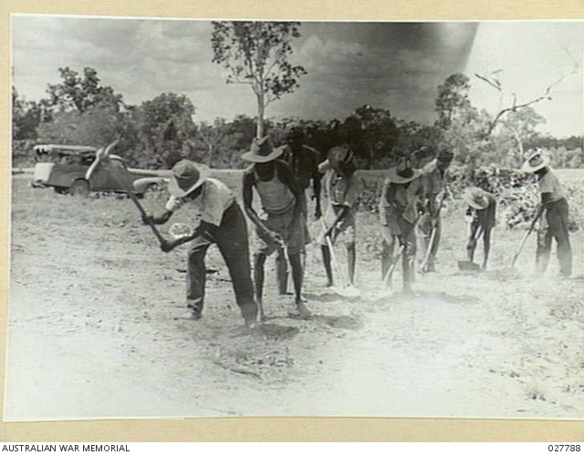 ADELAIDE RIVER, NT. 1942-11-11. ABORIGINES DIGGING A TRENCH FOR THE ...