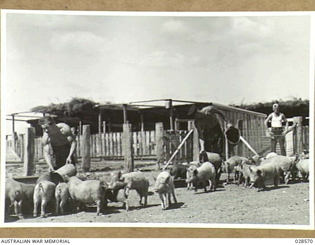 MURCHISON, AUSTRALIA. 1943-01. GERMAN PRISONERS OF WAR FEEDING THE PIGS ...