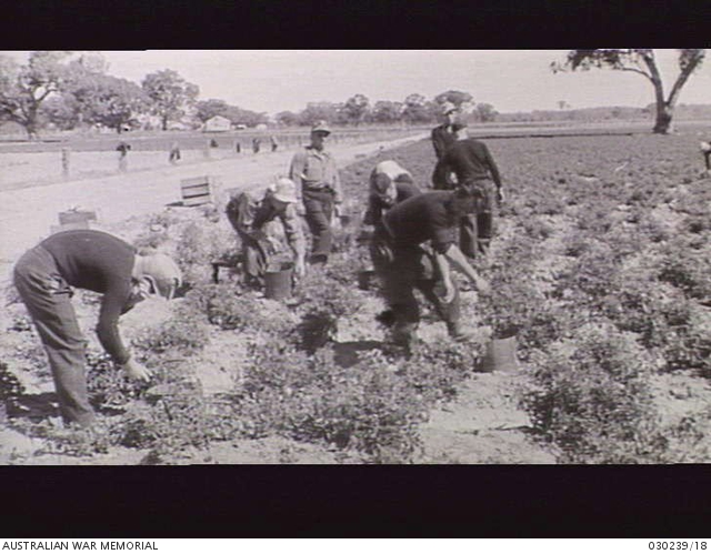 Murchison, Australia. 5 March 1945. German prisoners of war (POWs) from ...