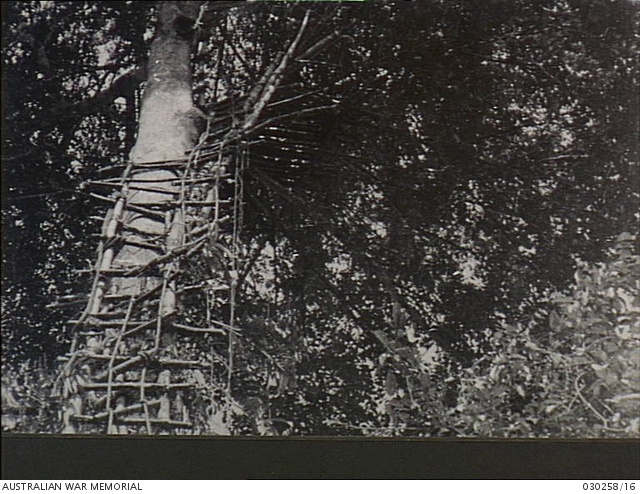 Sanananda, Papua. January 1943. A rope and bamboo ladder leading to a ...