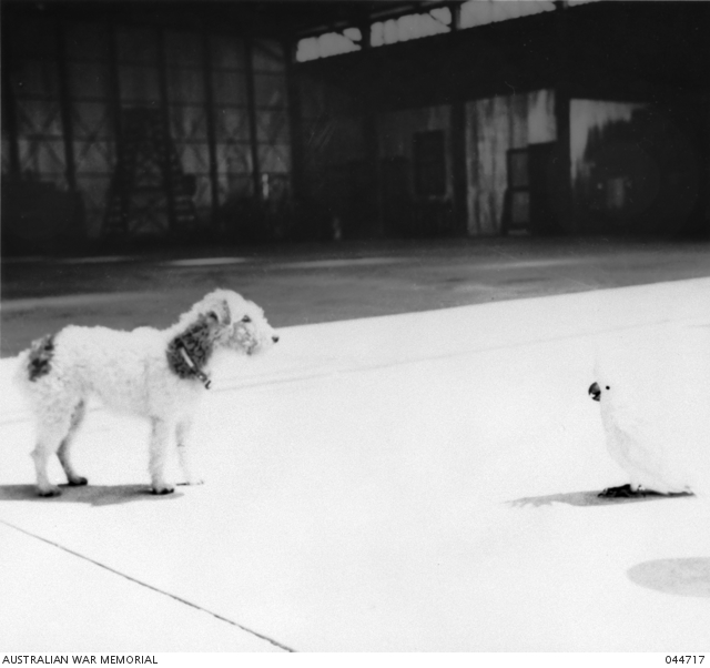 CANBERRA, RAAF BASE, ACT. 1939-10. TWO PETS BELONGING TO MEMBERS OF NO ...