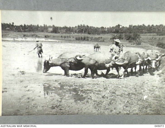 PREPARING A RICE PADDY FOR SEEDING IN 1945 NEAR BRUNEI, NORTH BORNEO ...