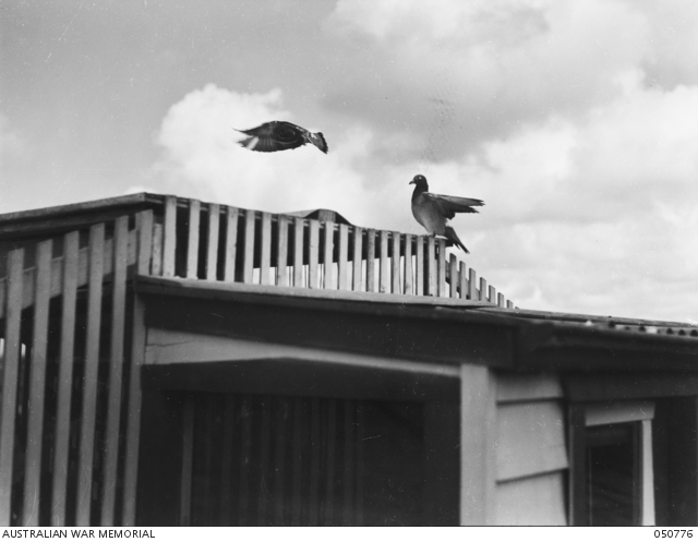 VICTORIA. 1943-04-13. CARRIER PIGEONS ARRIVING AT LOFTS OF NO. 3 ...