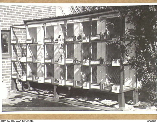 VICTORIA, VIC. 1943-04-13. THE BREEDING PENS OF NO. 3 SECTION (HQ ...