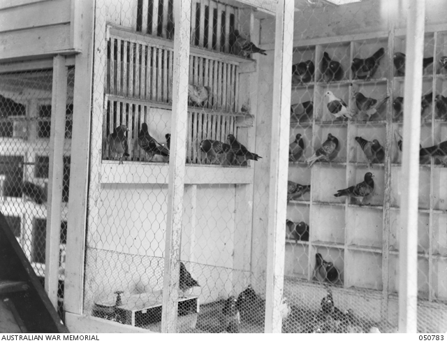 VICTORIA, VIC. 1943-04-13. RESTING LOFT OF NO. 3 SECTION (HQ) CARRIER ...