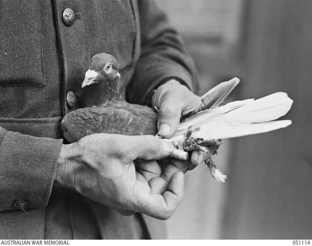 HOBART, TAS. 1943-04-18. 6TH AUSTRALIAN CARRIER PIGEON SECTION. CLOSE ...