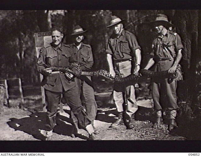 QLD, 1943-07-29. THIS PYTHON SNAKE IS THE MODEL FOR A LECTURE BY ...