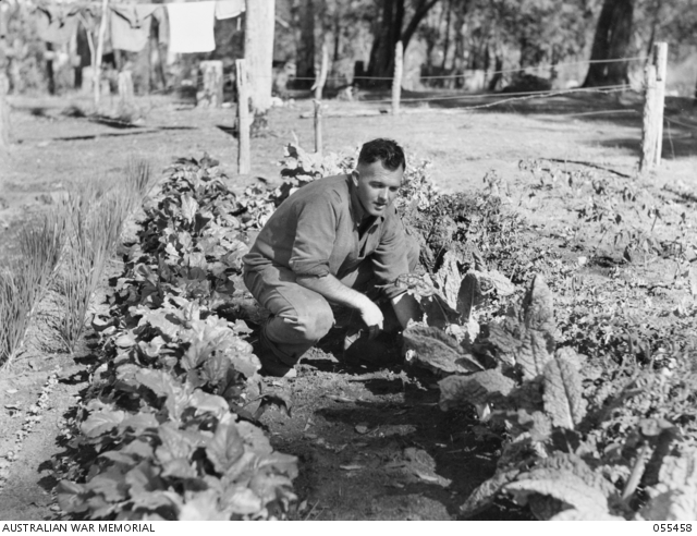 HERBERTON, QLD. 1943-08-11. VX5756 DRIVER H. MORRISON OF HEADQUARTERS ...