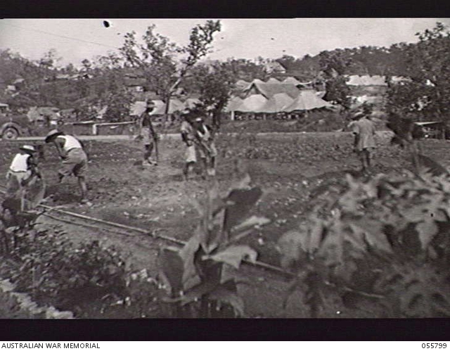 NEW GUINEA. 1943-08-20. CHINESE COOLIE LABOURERS, CAPTURED FROM THE ...