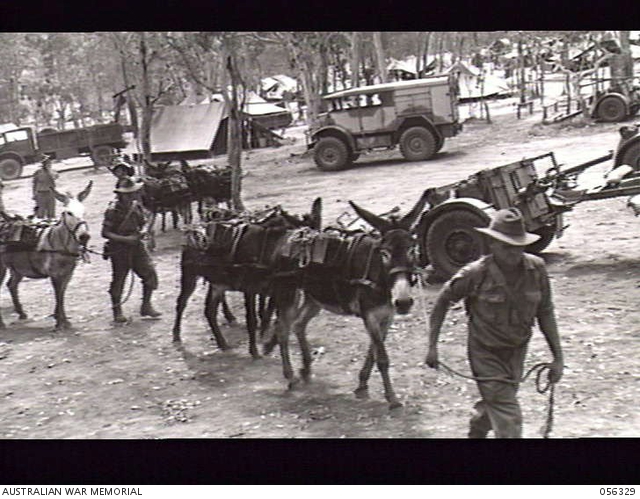 Members of the 2nd Australian Pack Transport Company, moving off with ...