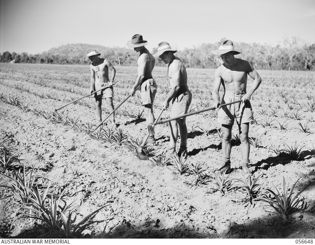 ADELAIDE RIVER, NT. 1943-08-24. TROOPS OF THE 1ST AUSTRALIAN FARM ...