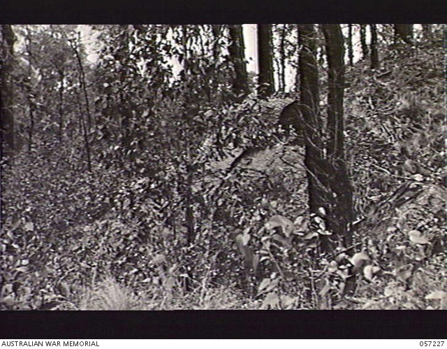 DARLEY, VIC. 1943-09-29. CAMOUFLAGED GUARD POST AT THE FORWARD MEDICAL ...