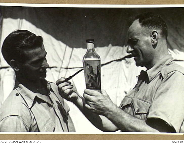ADELAIDE RIVER, NT. 1943-11-04. SERGEANT T. BIRD OF THE AUSTRALIAN ARMY ...
