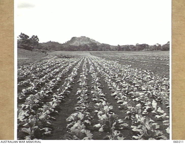 12 MILE, LALOKI RIVER, NEW GUINEA. 1943-11-15. A LARGE PATCH OF CHINESE ...