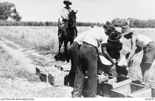 Yanco, NSW. 1944-02-01. Italian prisoners of war (POWs) from No. 15 POW ...