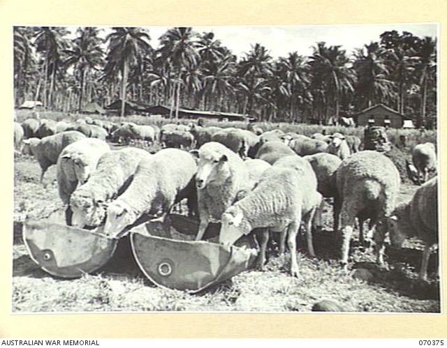 A portion of the flock of sheep at the slaughter yards in Milne Bay ...