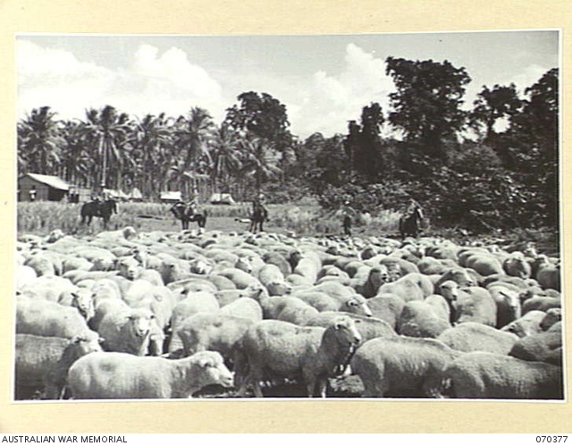 A portion of the flock of sheep at the slaughter yards in Milne Bay ...