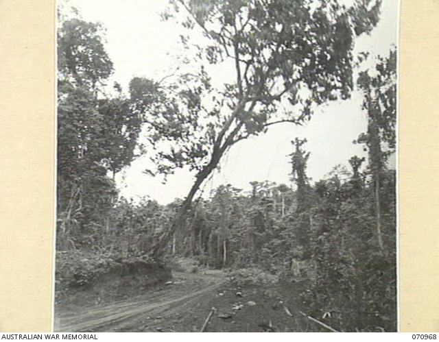 ZENAG, NEW GUINEA, 1944-02-28. ONE OF THE GIANT TREES BEING FELLED ...