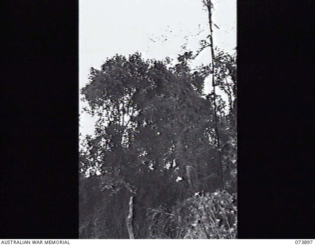 SHAGGY RIDGE, NEW GUINEA. 1944-06-18. TYPICAL FOLIAGE ON THE RIDGE ...