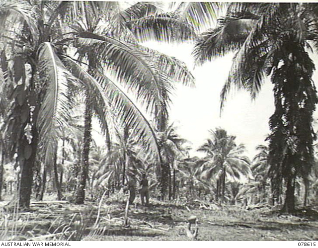 PALMALMAL PLANTATION, NEW BRITAIN. 1945-01-27. VX20436 CAPTAIN H.S ...