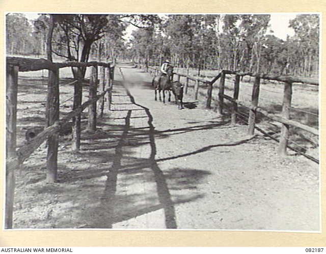 CAPE RIVER, QLD. 1944-10-22. SERGEANT W. NESBITT (1), YARDING A BULLOCK ...