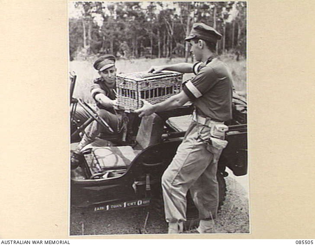 BARRINE, QLD. 1945-01-09. A DISPATCH RIDER COLLECTING BIRDS FROM 1 ...