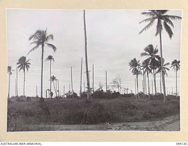 BUNA, NEW GUINEA, 1945-07-03 TO 1945-07-04. STRAFED COCONUT TREES AT ...
