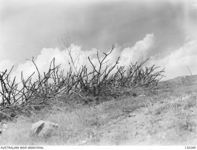 OESAOE RIDGE, DUTCH TIMOR 1945-11-03. TIMFORCE. BRUSH ENTANGLEMENTS AT ...