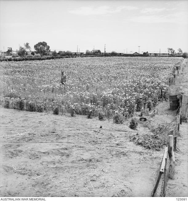 BARMERA, SA 1944-10. NO. 10 CAMP GARDENS, LOVEDAY INTERNMENT GROUP ...