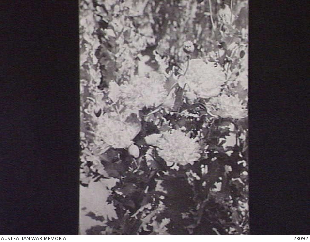 BARMERA, SA 1944-10. NO. 10 CAMP GARDENS, LOVEDAY INTERNMENT GROUP ...