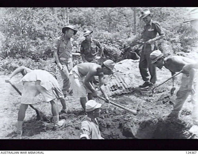 BATUMERAH, AMBON. 1945-12-12. JAPANESE PRISONERS OF WAR DIGGING FOR ...