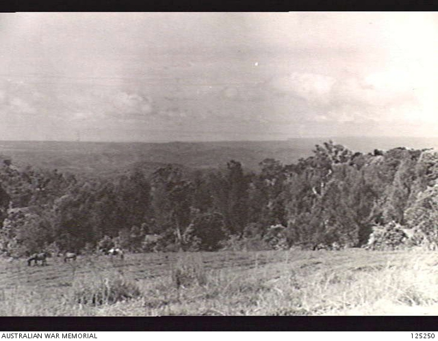OSSU, PORTUGUESE TIMOR. 1946-01-08. TIMORESE PONIES GRAZING NEAR OSSU ...