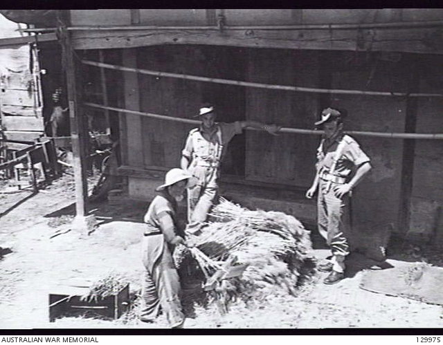 A Japanese peasant woman is “heading “ barley by drawing the sheaves ...