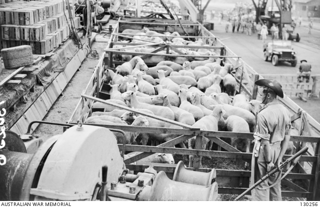 KURE, JAPAN. 1946-07-16. SHEEP FROM AUSTRALIA ABOARD THE RIVER MITTA ...