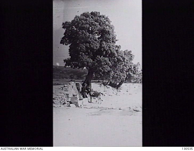 PINIOS GORGE, GREECE. 1945-04-20. A GREEK WITH HIS DONKEY BESIDE A WELL ...