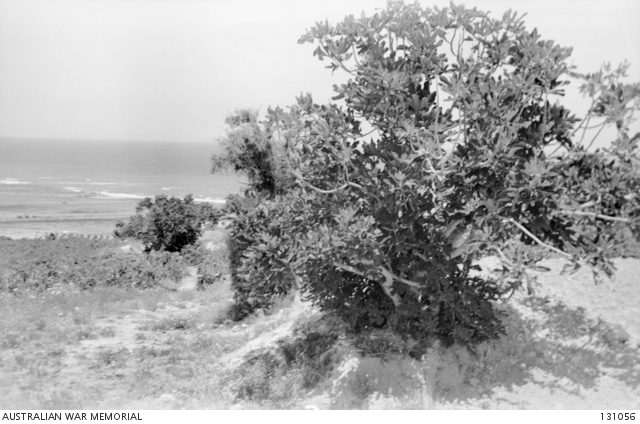RETIMO (RETHYMNON), 1945-06-16. THE SITE OF AUSTRALIAN 2/11TH BATTALION ...