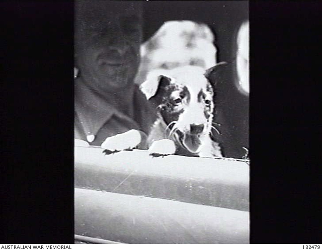 CAIRO, EGYPT. 1945-07. A DOG, THE MASCOT OF THE AUSTRALIAN RED CROSS ...